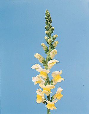 Snapdragon Rocket Lemon 1,000 seeds | eBay
