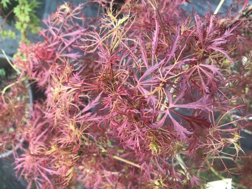 Japanese Maple Baby Lace | eBay