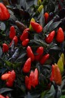 Pepper Ornamental Midnight Fire 100 seeds | eBay