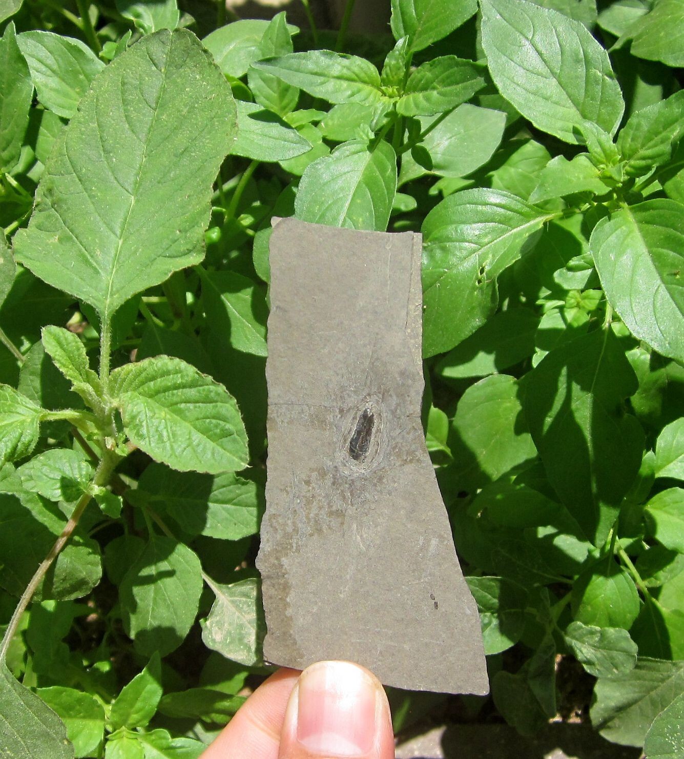 China Mesozoic Cretaceous Period Jehol Biota Fly Dinosaur Pterosaur ...