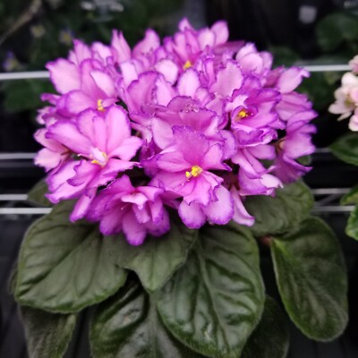 Rob's Zipper Zapper SemiMini African Violet starter plant. | eBay