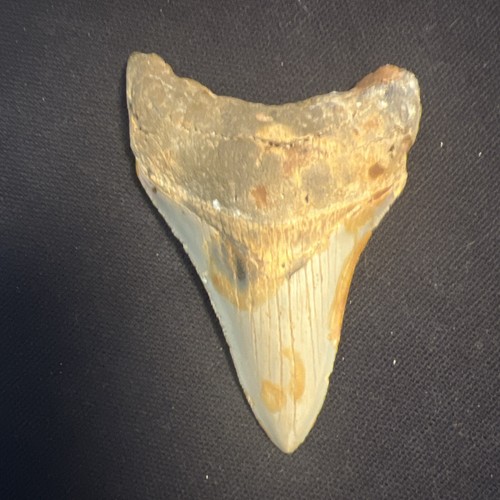3.42 INCH REAL MEGALODON SHARK TOOTH FOSSIL GIANT PREHISTORIC MEG TEETH ...