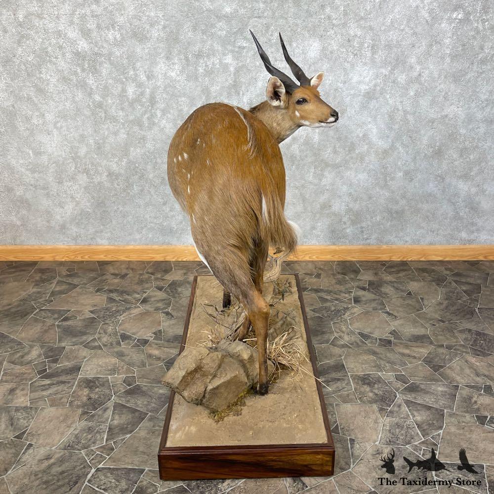 #25299 P | Cape Bushbuck Life-Size Taxidermy Mount | eBay