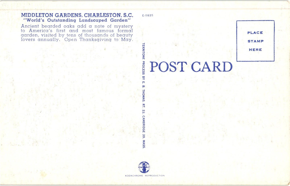 Middleton Gardens Bearded Oaks Charleston SC Unposted Chrome Postcard ...