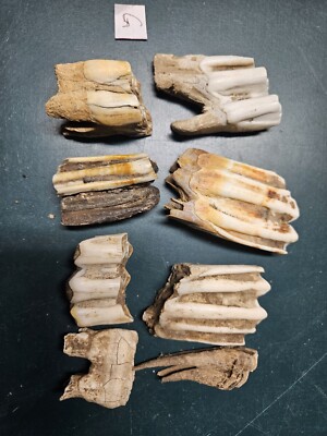 Fossilized Buffalo Teeth | eBay
