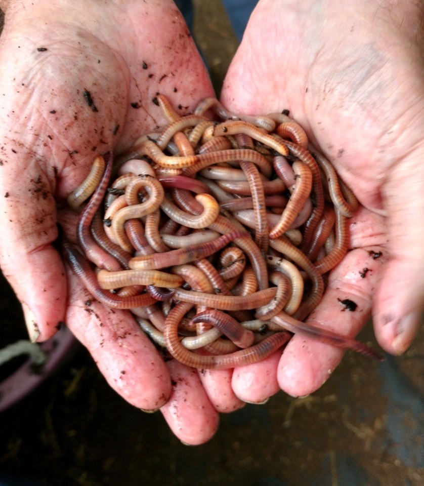 200 Live European Nightcrawlers 2 gram - Bait Size Large | eBay