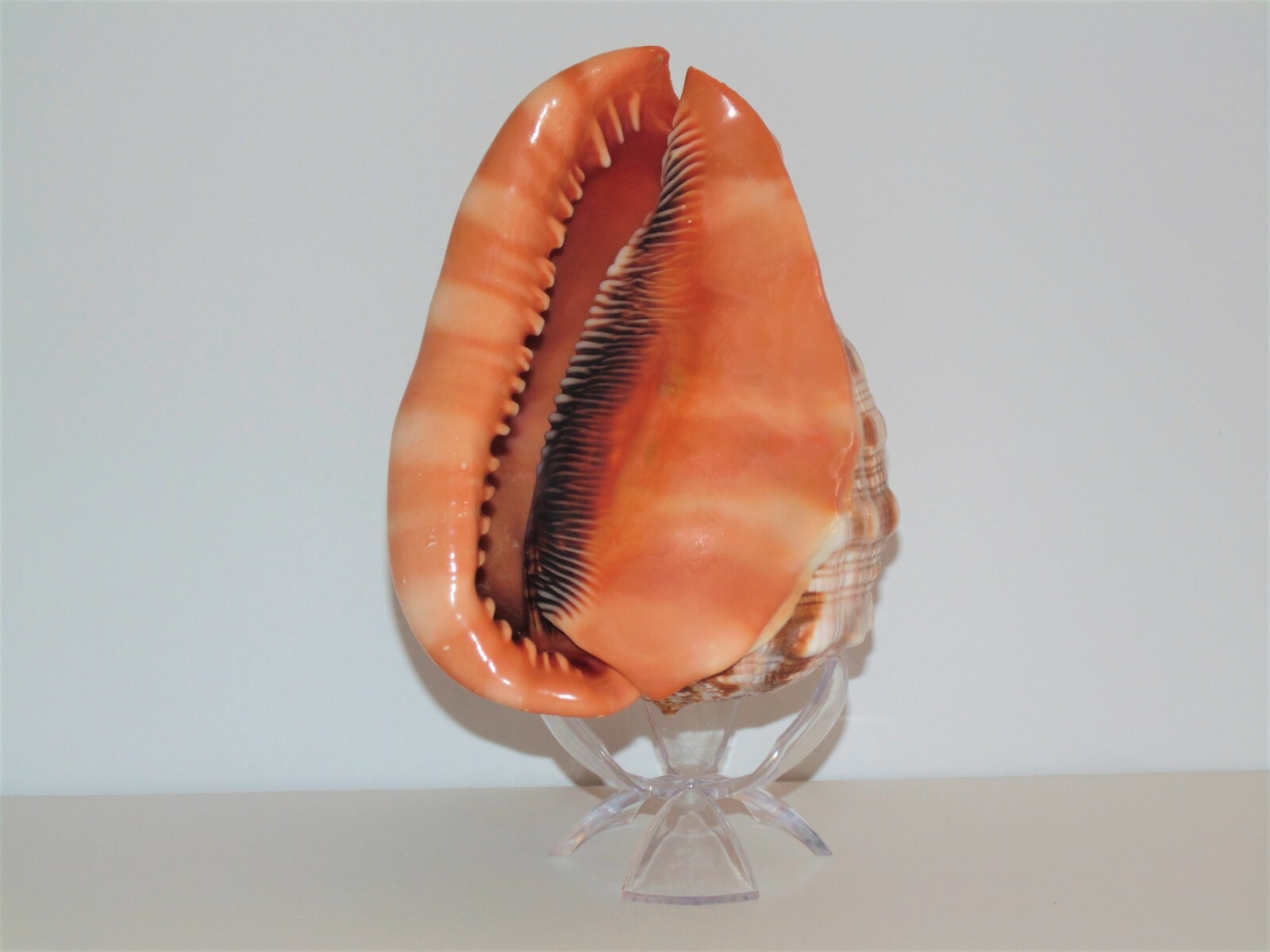 6" CAMEO CYPRAECASSIS RUFA SEA SHELL AFRICAN BULLMOUTH HELMET | eBay