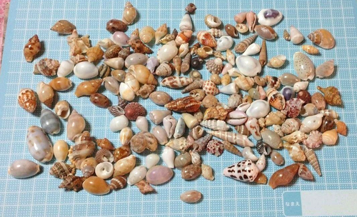 japanese sea glass Surf-Tumble Seashell Set alot small from OKINAWA | eBay