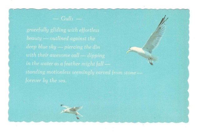 Seagull Gull Poem Vintage Postcard AF80 | eBay
