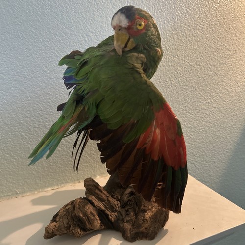 Taxidermy White-fronted Amazon parrot Old Mount Rare | eBay