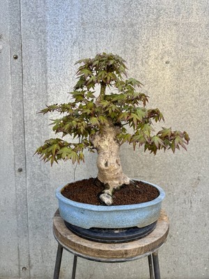Sumo Japanese Mountain Maple Bonsai Tree 🍁 (Erin Pot) | eBay UK