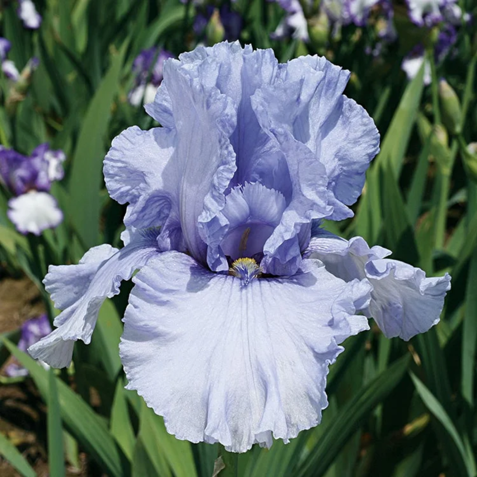 Mixed Color Rare Iris Flower Seeds (30pcs) - Perennial, Iris for Autumn ...