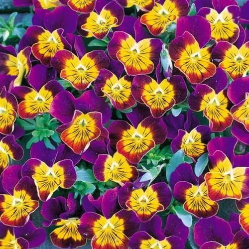 50 Seeds, MINIOLA PURPLE HEART VIOLA SEEDS G34, Bi-Color Flower ...