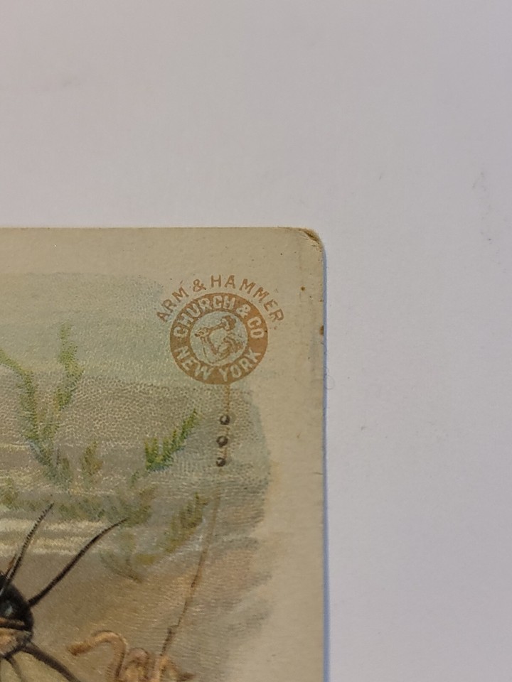 Vintage Antique Arm & Hammer Horned Pout Fish Card #3 1900 Church &Co ...