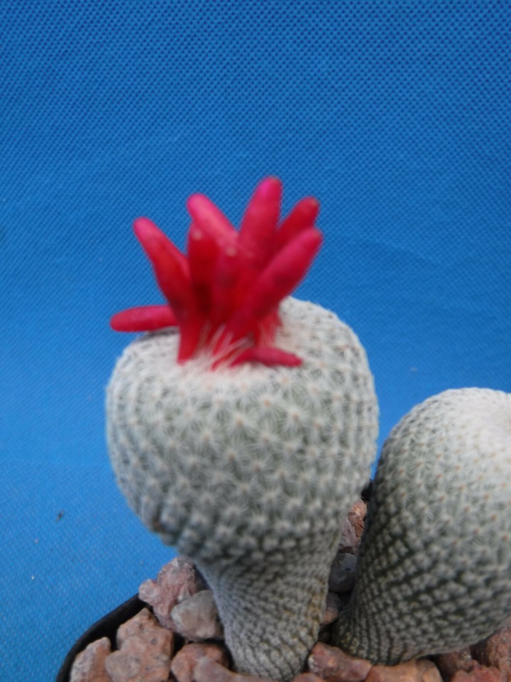 Epithelantha micromeris "Button Cactus" Supreme Seed Grown Miniature 2 ...