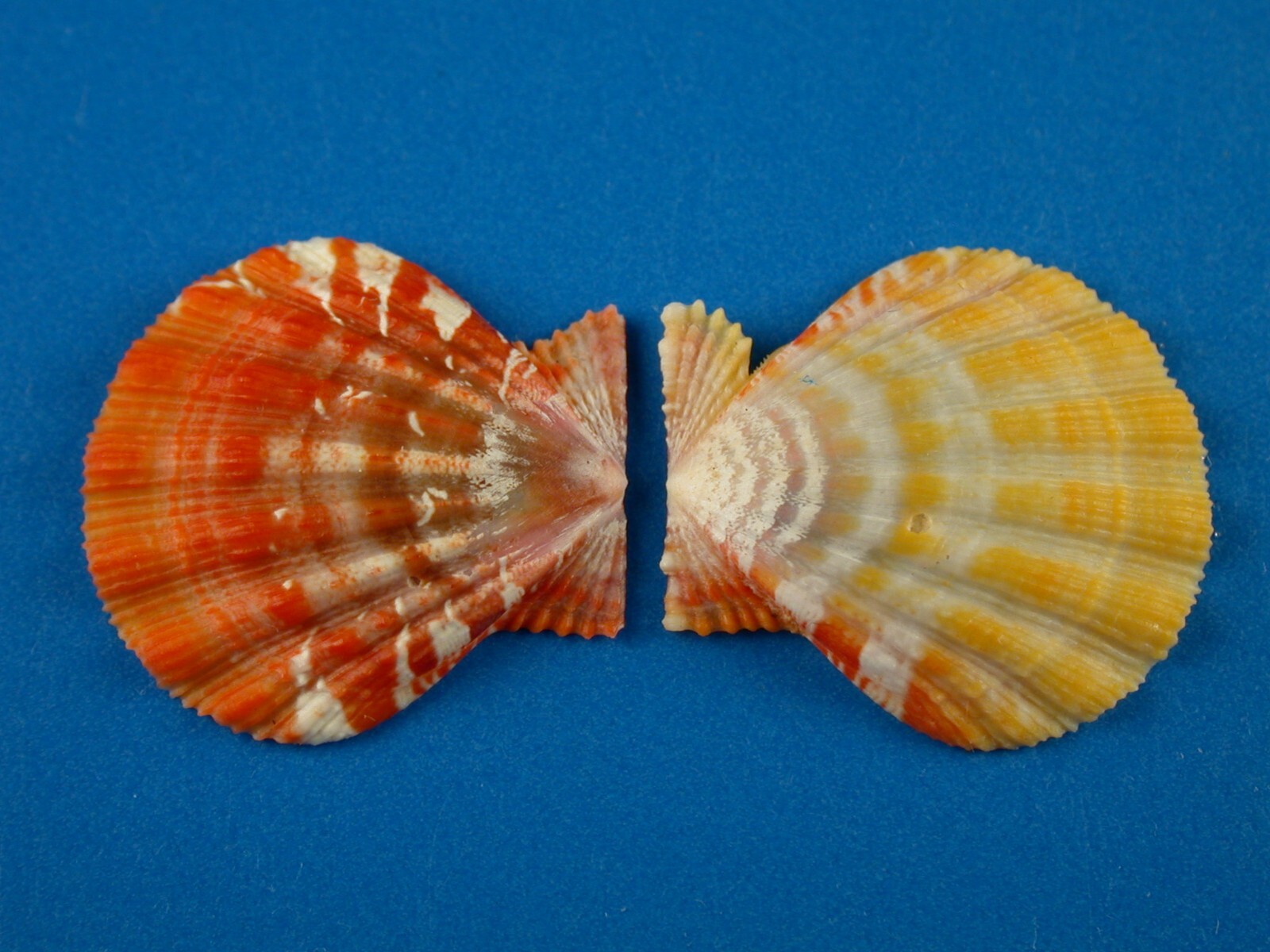 Pecten langfordi, Sunrise Shell, Jewelry, Hawaii Shell | eBay