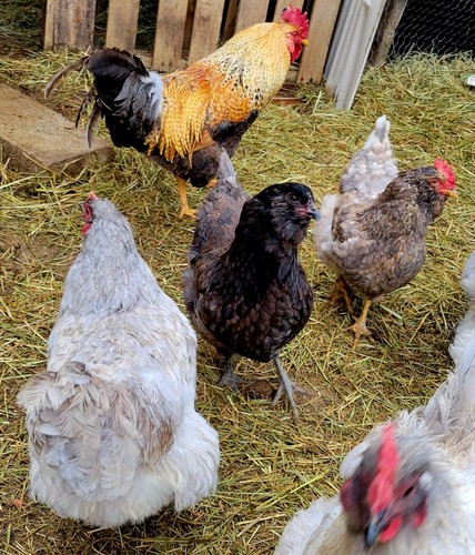 6+ Hatching Eggs Barnyard Rainbow Mix 🐣🌈 Maran, Easter Egger, Ameraucana MORE! | eBay
