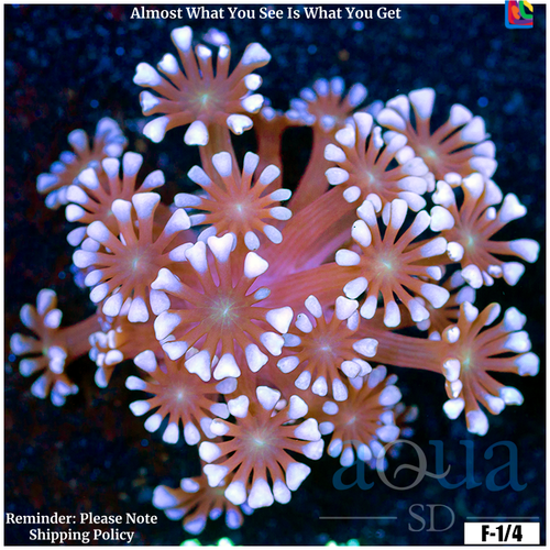 003 AquaSD Live Corals/Frags - Alveopora Frag - Aqua SD | eBay