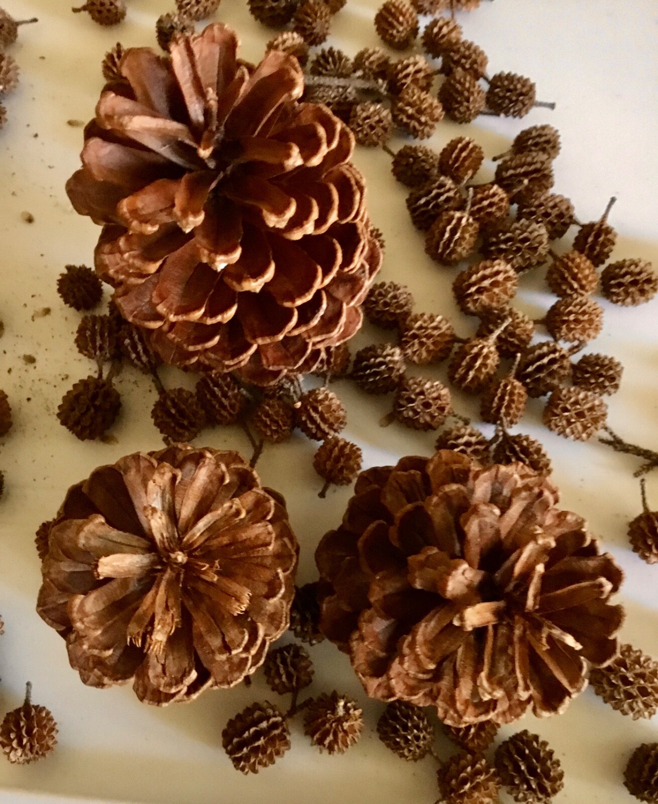 10 Slash Pine Cones 3” Wood Baskets, Bowl Fillers | eBay