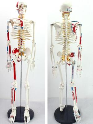 85cm Skeleton Model with Muscle Painted for Medical Science ...