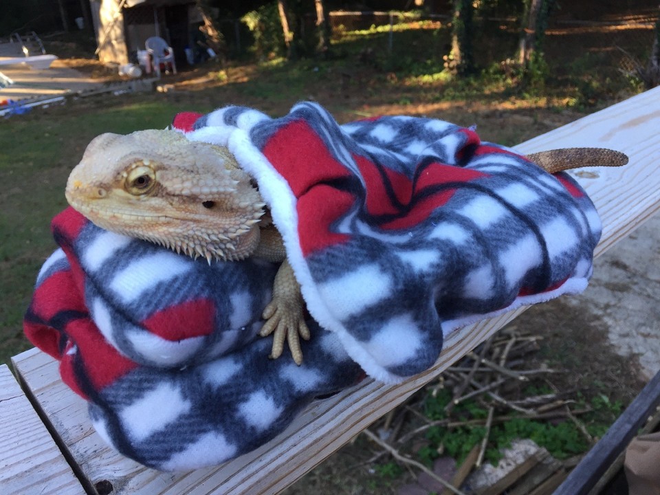 PLAID PRINT DESIGN1 LRG BED SOFTCOVERS SET/ NO ATTACH FRAME BED 4 ...