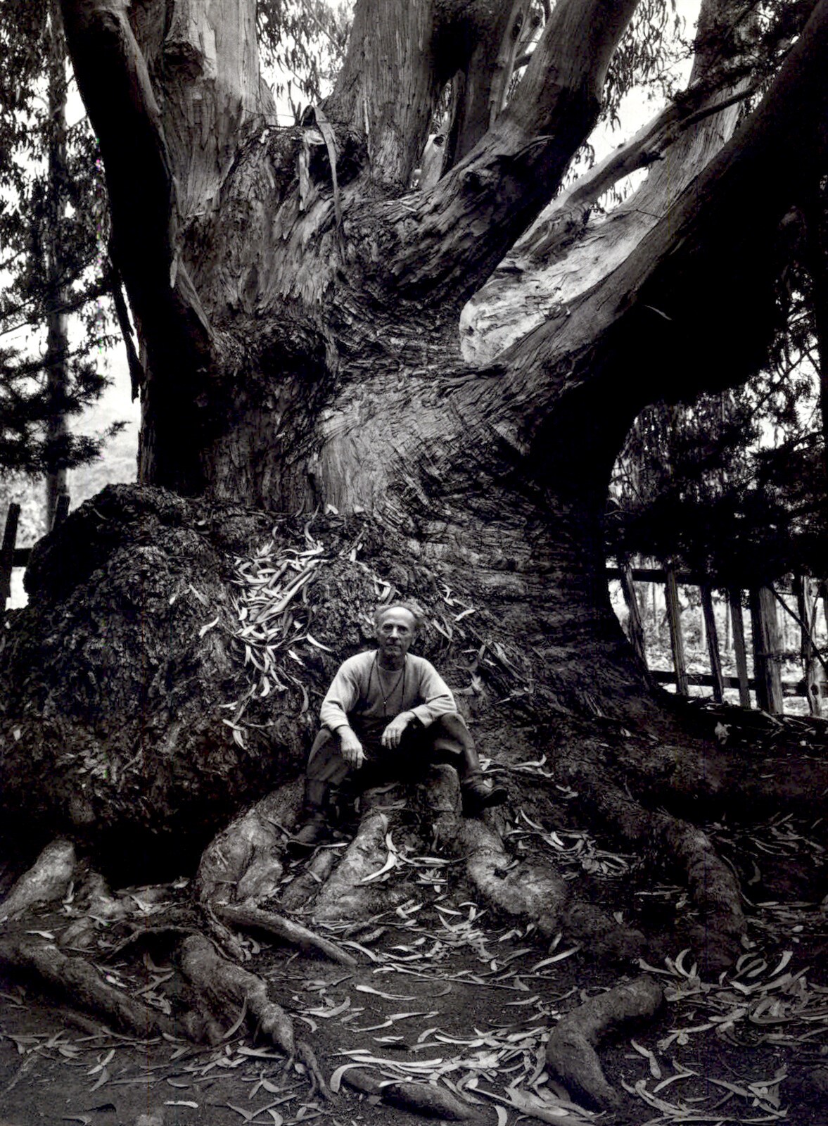 1972 1939 Ansel Adams Edward Weston Carmel California Huge Tree Trunk ...