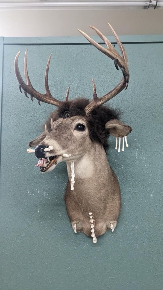 Whitetail Deer Real Antler Deer Taxidermy Mount Freak Deer Dracula | eBay