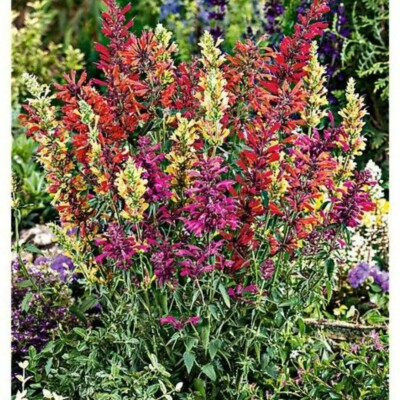 AGASTACHE Fragrant Delight-30 seeds | eBay UK