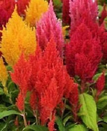 Celosia First Flame Mix 25 Seeds Need More Ask. GRX SEEDS | eBay