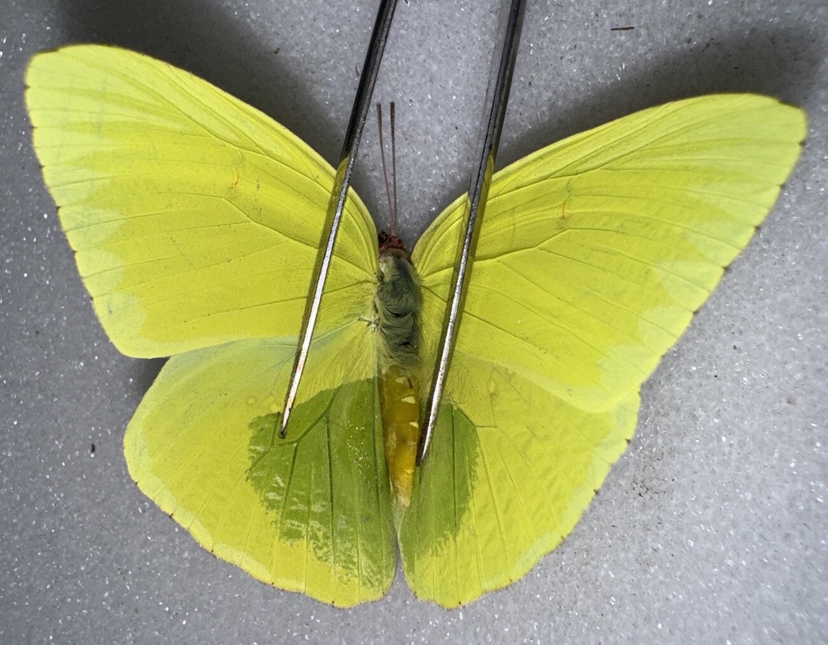 Yellow Butterflies In Florida