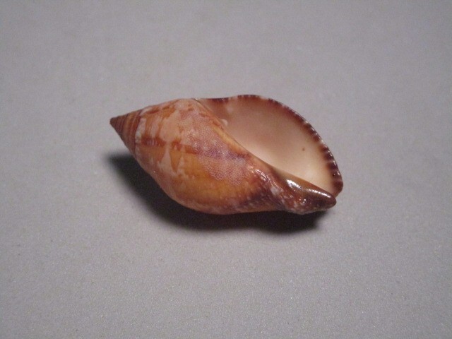 Nassa tuamotuensis,Houart 1996 "HAWAIIAN ISLANDS:MURICIDAE" (31.2mm) | eBay