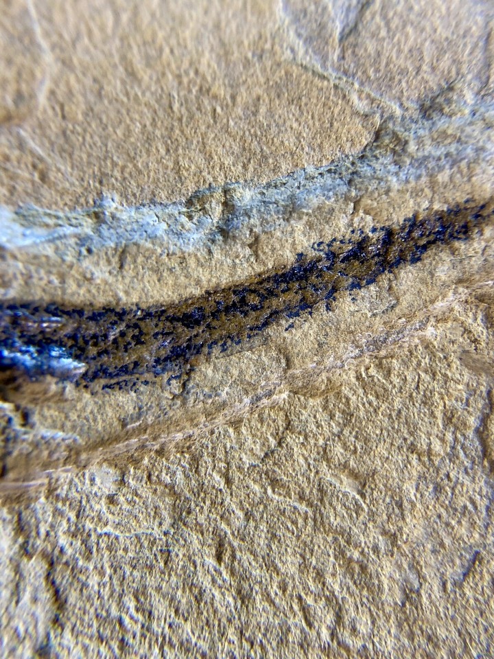 RARE Permian Amphibian Fossil w/ Soft Tissue! LARGE 7.5" Lizard Fossil ...