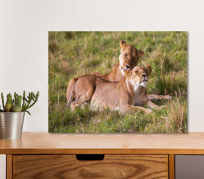 Beautiful Lions Wildlife 5mm thick Plastic Poster Ready to Hang 60x45cm ...