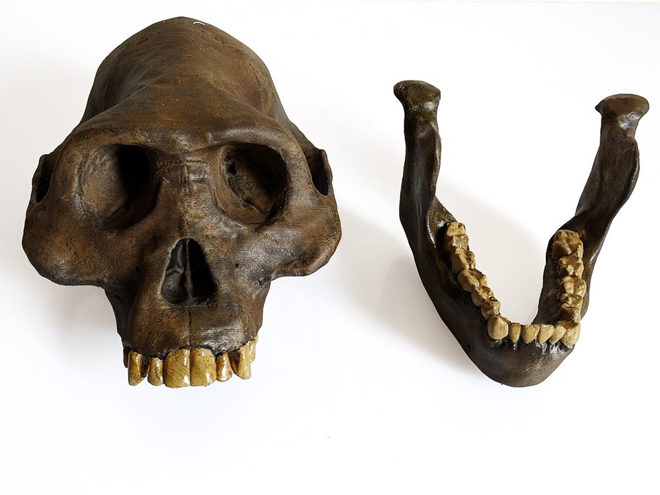Australopithecus afarensis skull fossil replica (reconstruction) | eBay