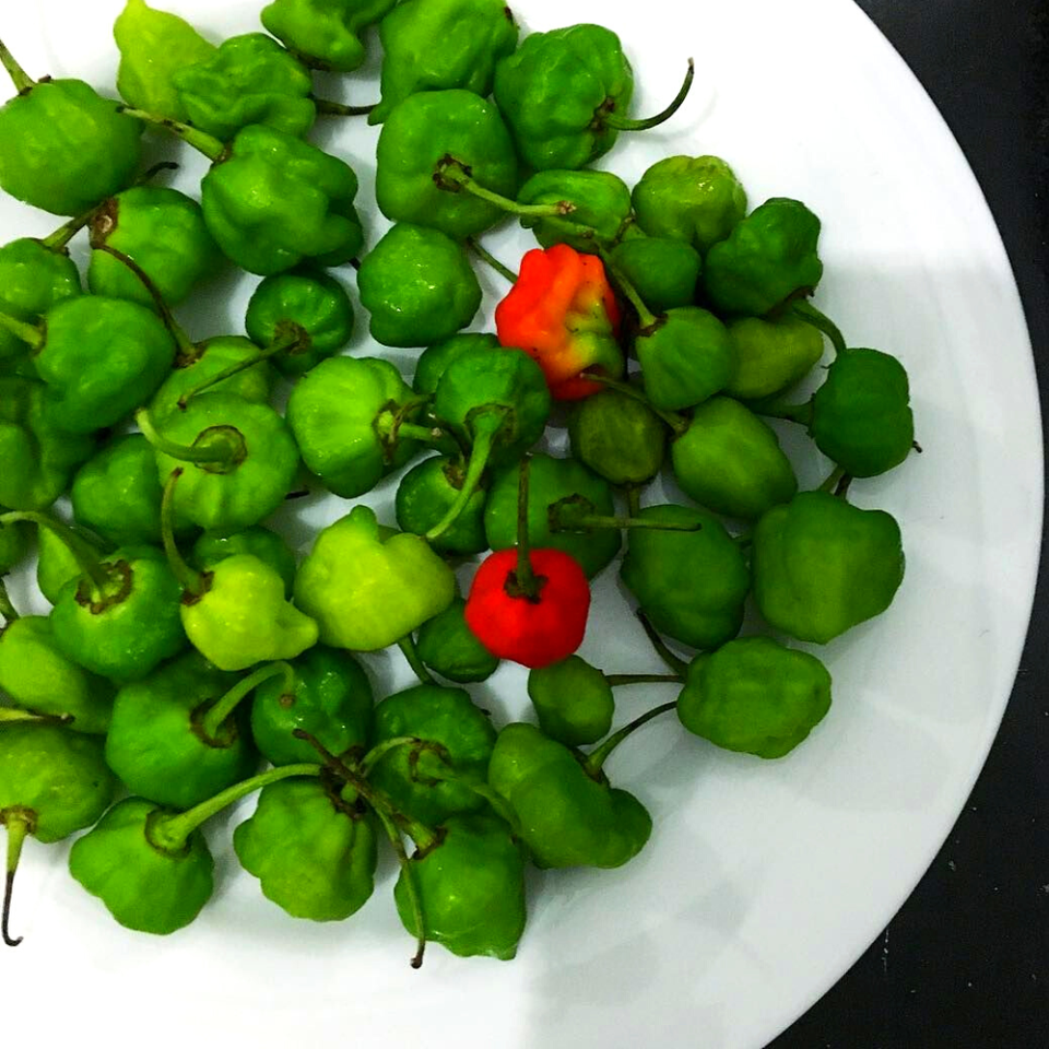 Scotch Bonnet Pepper Super Hot Spicy Nai Miris Endemic Dried Fresh ...