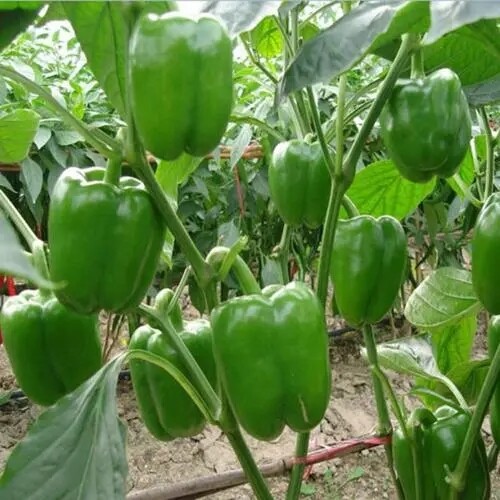 GREEN BELL PEPPER SEEDS 100+ "EMERALD GIANT" SWEET PEPPER Non-Gmo FREE ...