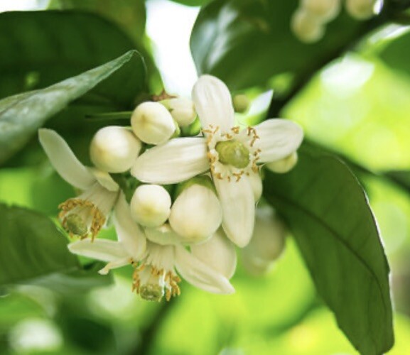 Grapefruit Tree Seedling Starter Plant 8 Inches | eBay