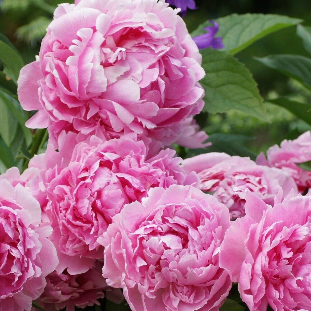 PEONY Sarah Bernhardt - BARE ROOT DOUBLE PAEONY - Perennial Garden ...