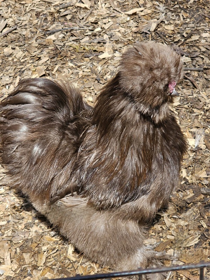 Silkie Chicken Eggs 12 Hens Choice In WHITE, RED PYLE, CHOC, PAINT ...