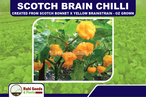 Scotch Brain Chilli - Created from Scotch Bonnet X Yellow Brainstrain ...