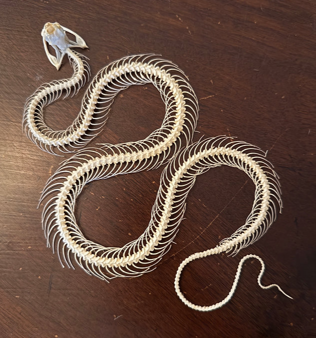 Preserved Snake Skeleton - White-Lipped Pit Viper - Real Snake ...