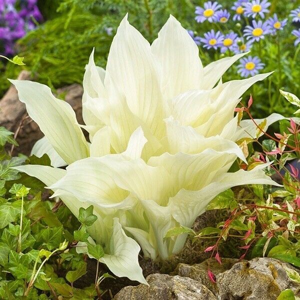 100 White Hosta Plant Seeds Hosta plantaginea Garden Flowers Perennials ...