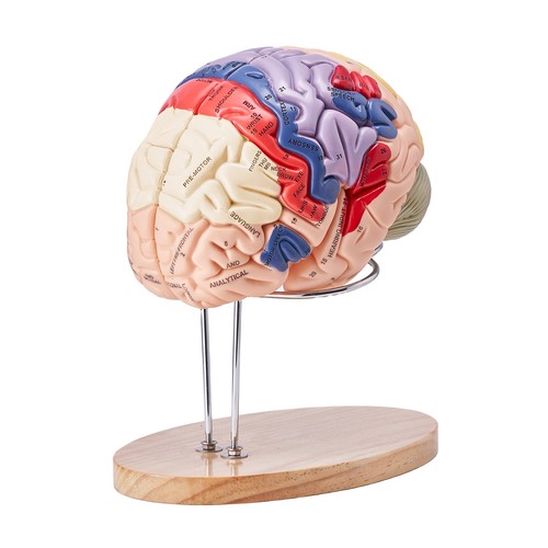 Human Brain Model Anatomy Teaching Brain Model 4-Part Labeled 2X ...