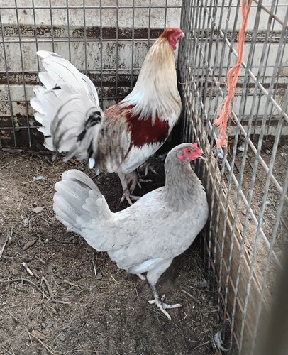 6 Blue gamefowl, poultry chicken, hatching eggs | eBay