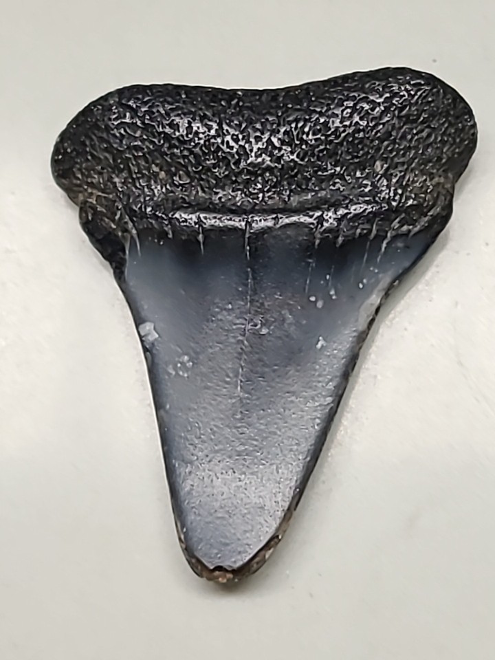 With Display Case Beautiful Fossilized Megalodon Shark Tooth From ...