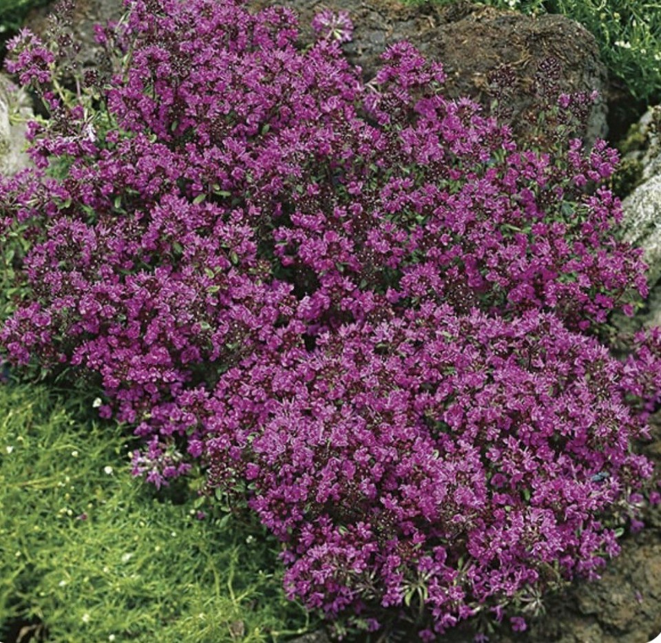 8 X Purple Creeping Thyme Thymus serpyllum SMALL/MEDIUM PLUGS READY TO ...