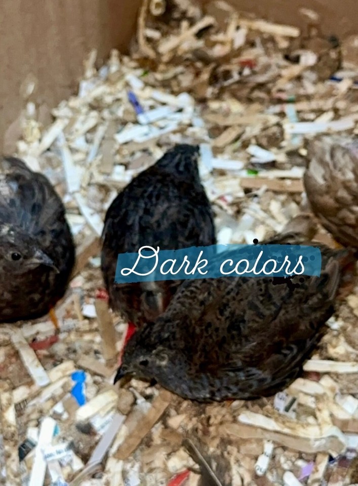 12+ Button Quail Hatching Eggs — 4 Color Combo Pack — Pure Strains | eBay