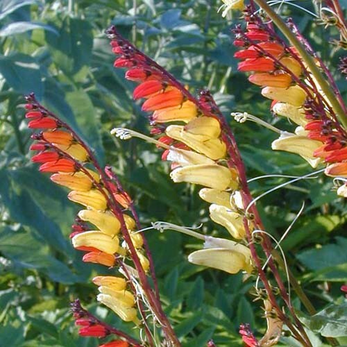 Mina Lobata Spanish Flag Spanish Flag Vine Mina Lobata Stock Photo
