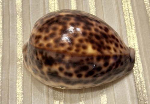 Natural Dark Leopard Spotted COWRIE SHELL 7.5cm/3inc Glossy Lustre A2/4 ...