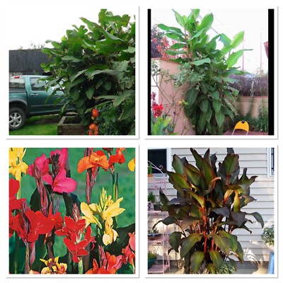 Giant Canna! 3X plugs. Different colour flowers! Uk hardy plug plants ...